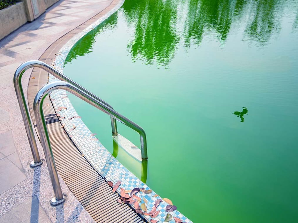 Henderson Algae Removal Pool Services - Get Rid of Algae with 10% Off!